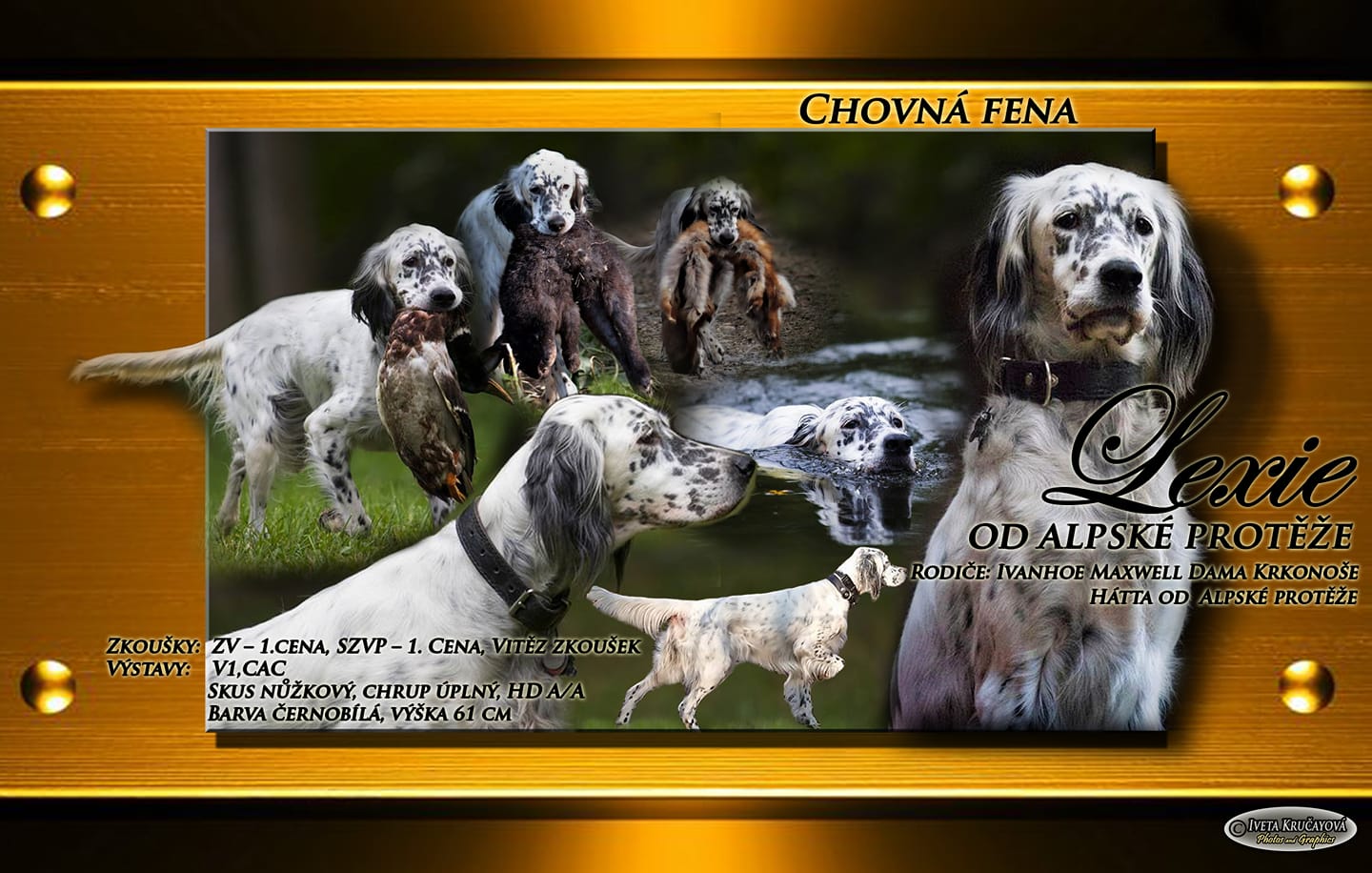 Lexie od Alpské protěže :: Seattlegreys